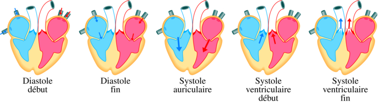 Institut Jyoti - Mon coeur, je t'aime